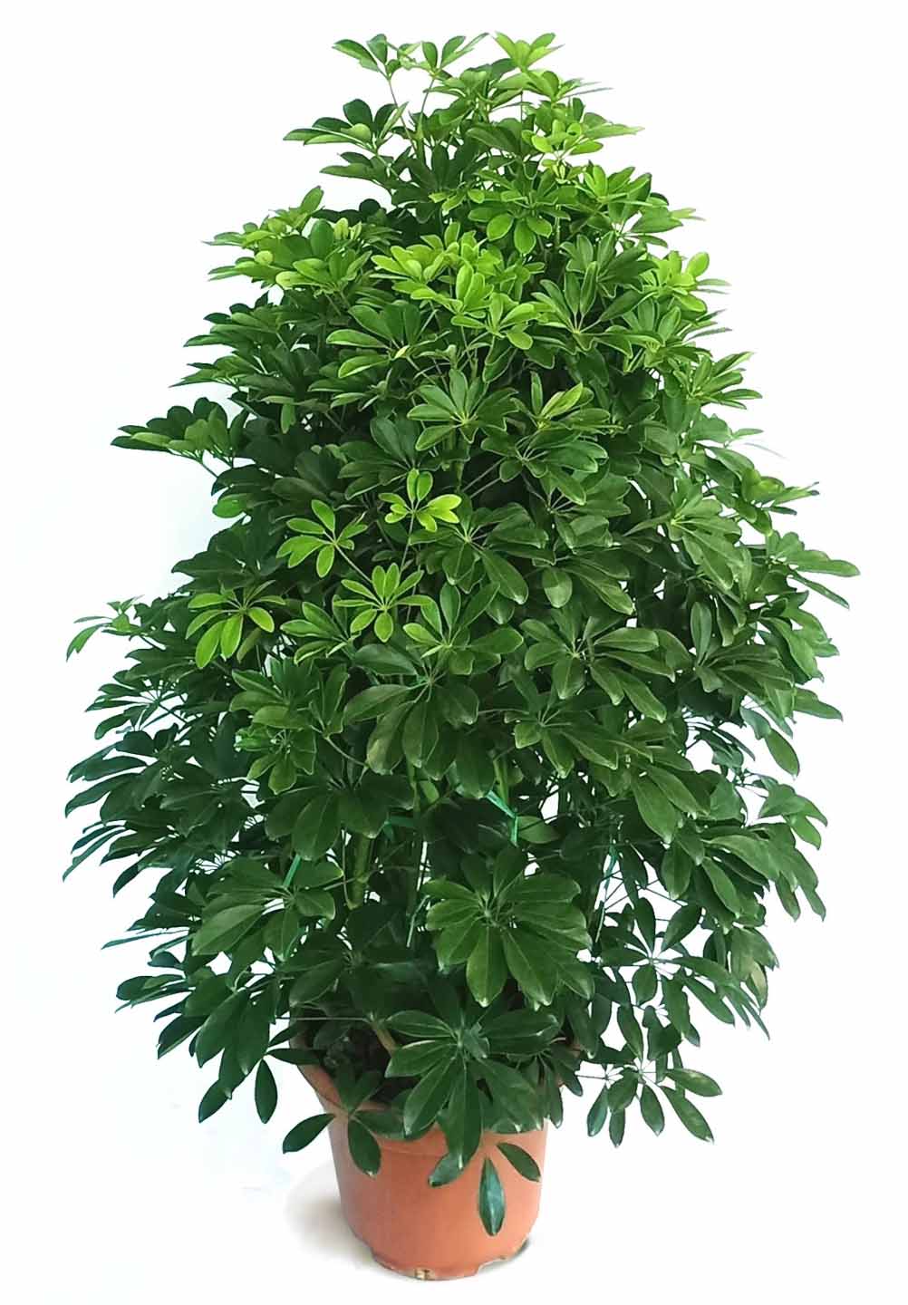 Šeflera: zeleni izvor sreće sa australijskim korenima - Rekonekcija Pančevo